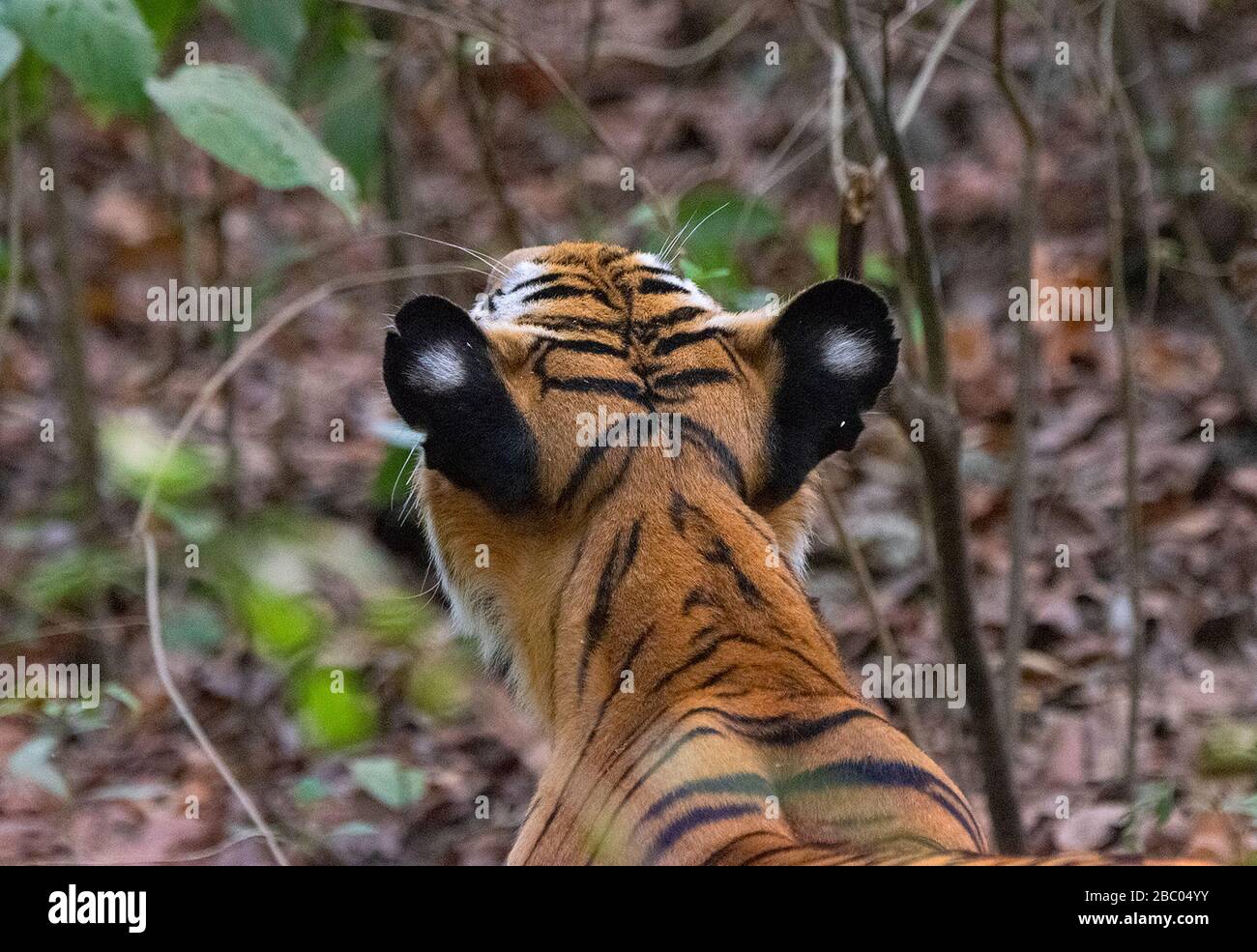 A picture of Tiger Ears at Jim Corbett Nationa Park, Uttarakhand, India ...