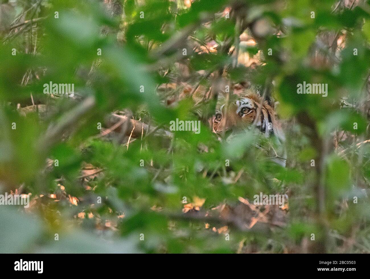 Tiger in bushes hi-res stock photography and images - Alamy