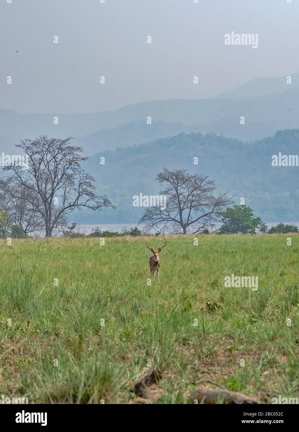 Male Chital High Resolution Stock Photography and Images - Alamy