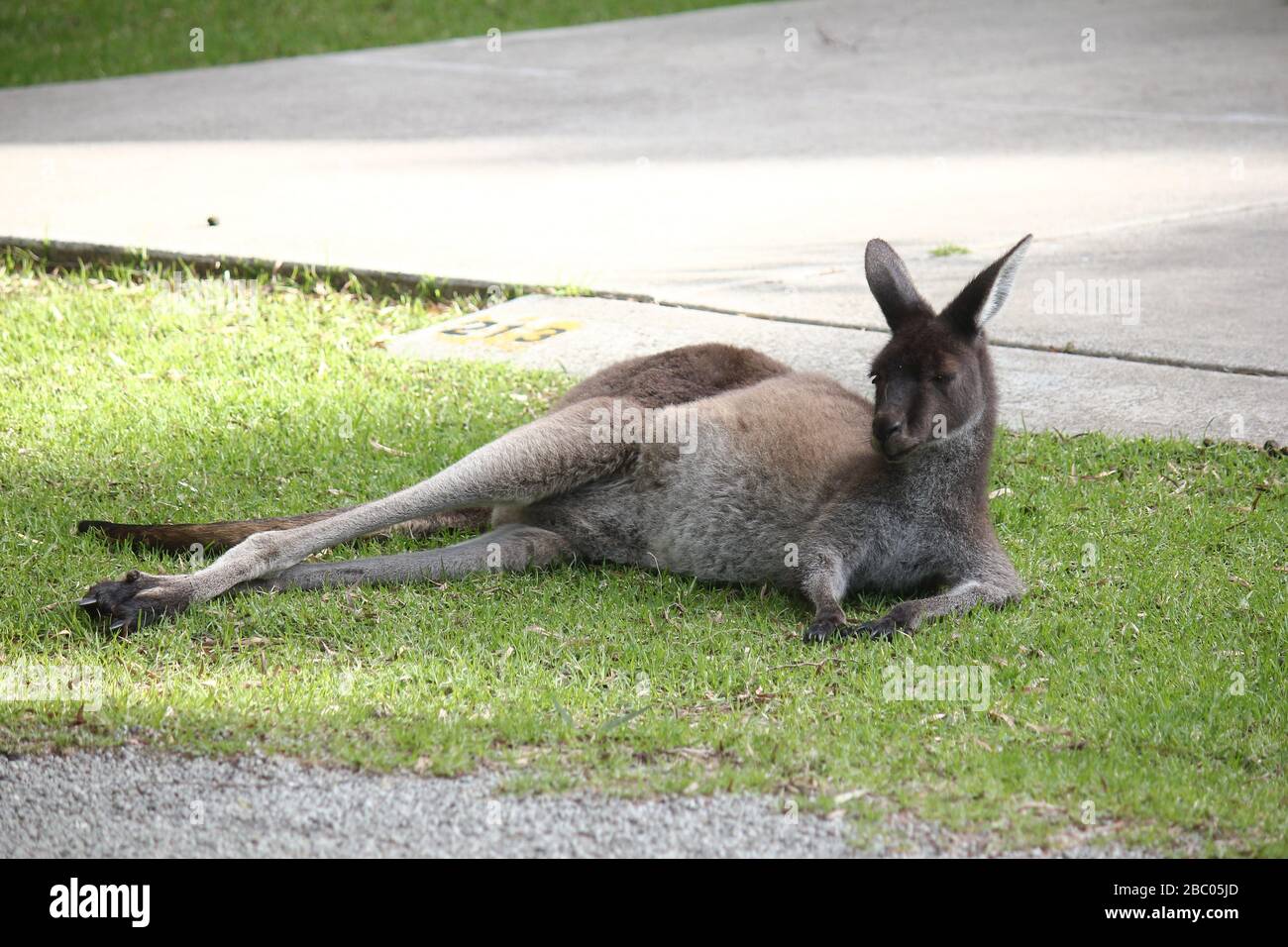 Single grey kangaroo reclining Stock Photo - Alamy