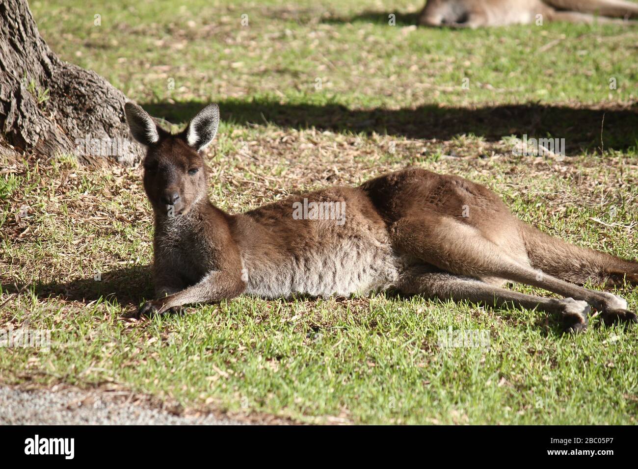 Single grey kangaroo reclining Stock Photo - Alamy