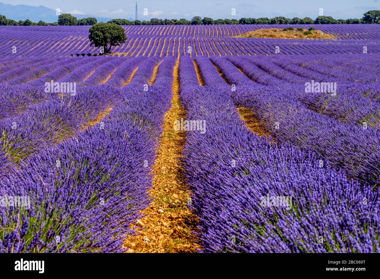 Lavender fields in Brihuega, Guadalajara, Spain Stock Photo - Alamy