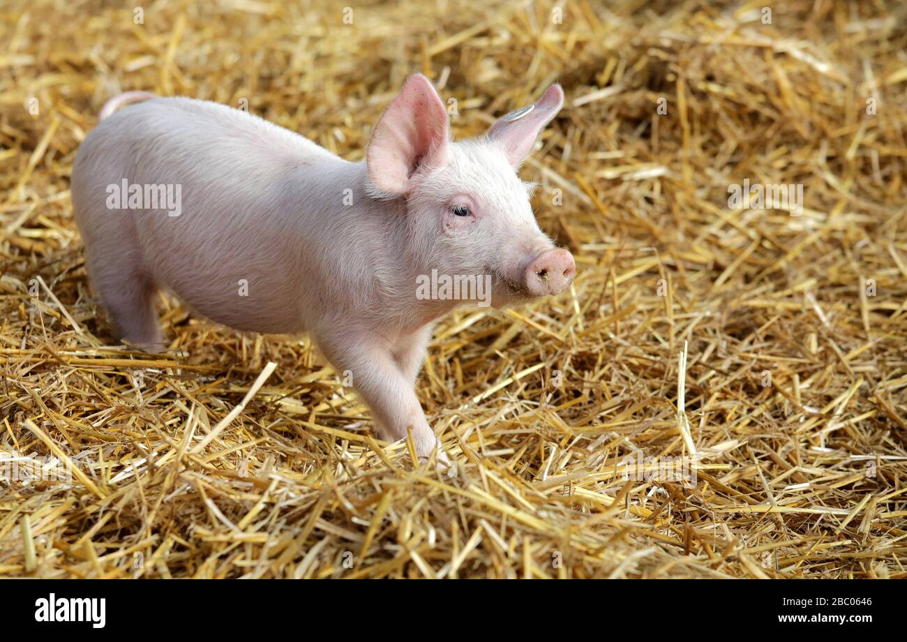 Fattening pigs (here: piglets) in a cold air stable with straw floor on ...