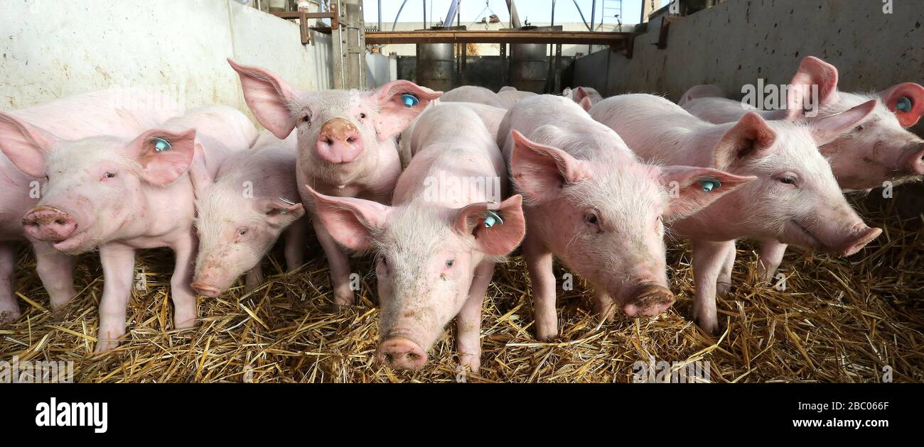 Fattening pigs in a cold air stable with straw floor on the Doimahof ...