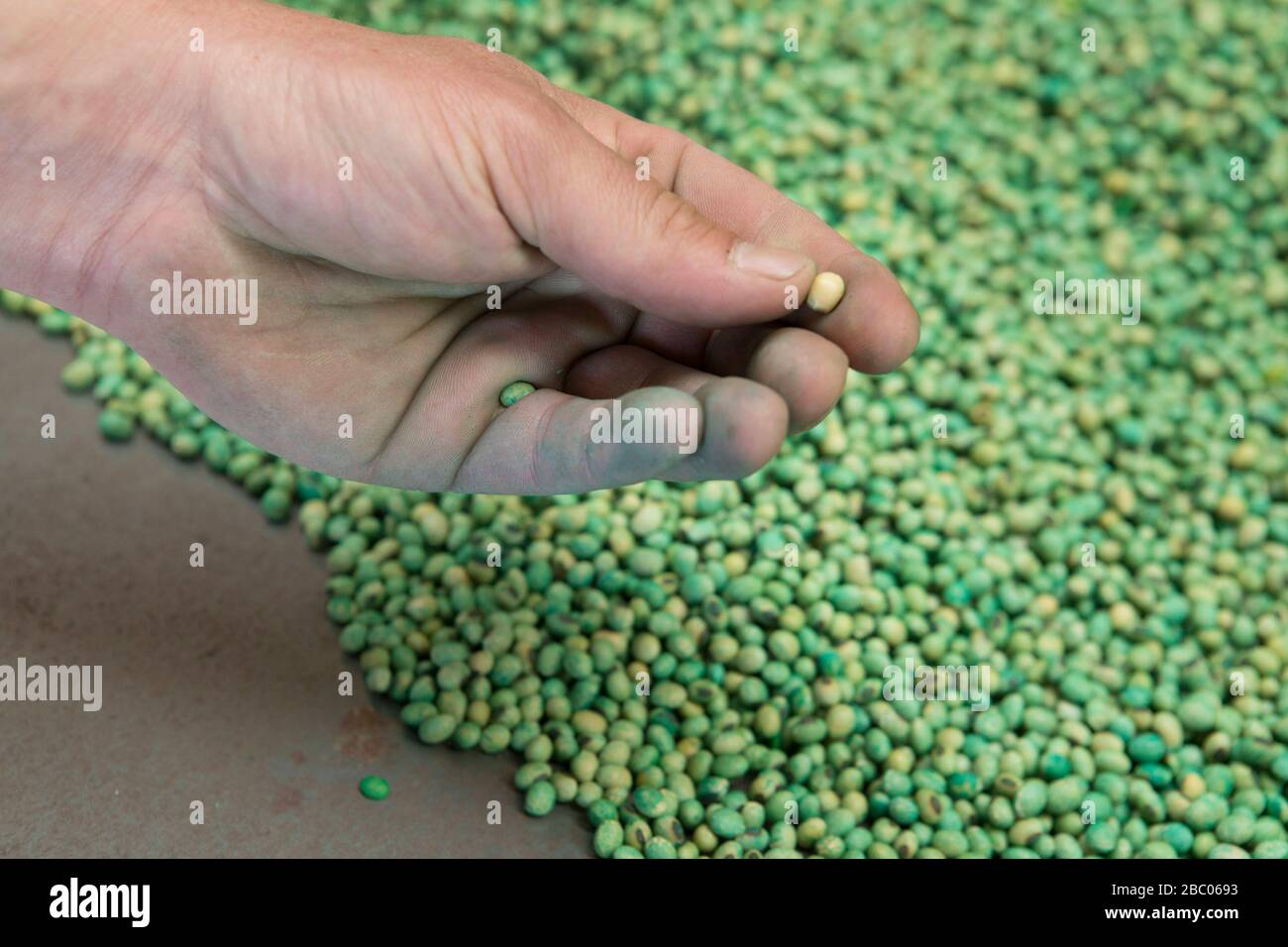 Soybean seed hi-res stock photography and images - Alamy