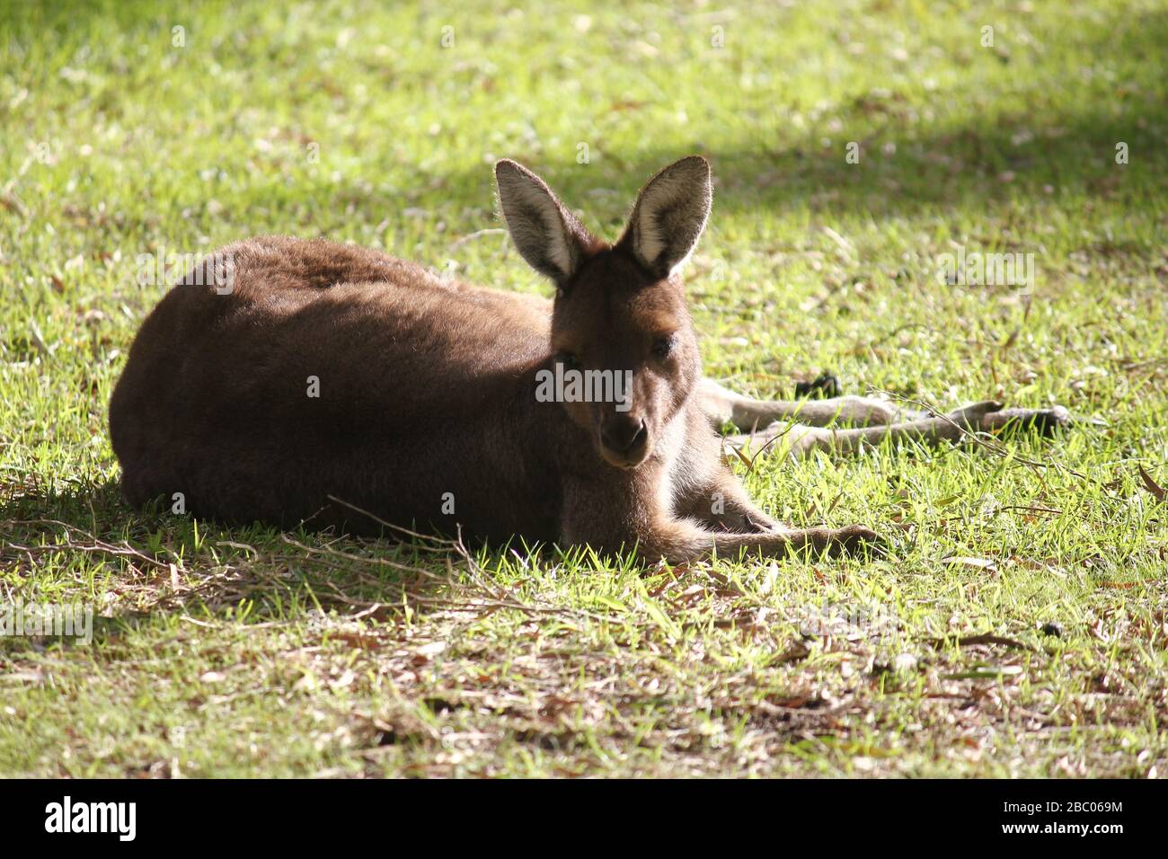Single grey kangaroo reclining Stock Photo - Alamy