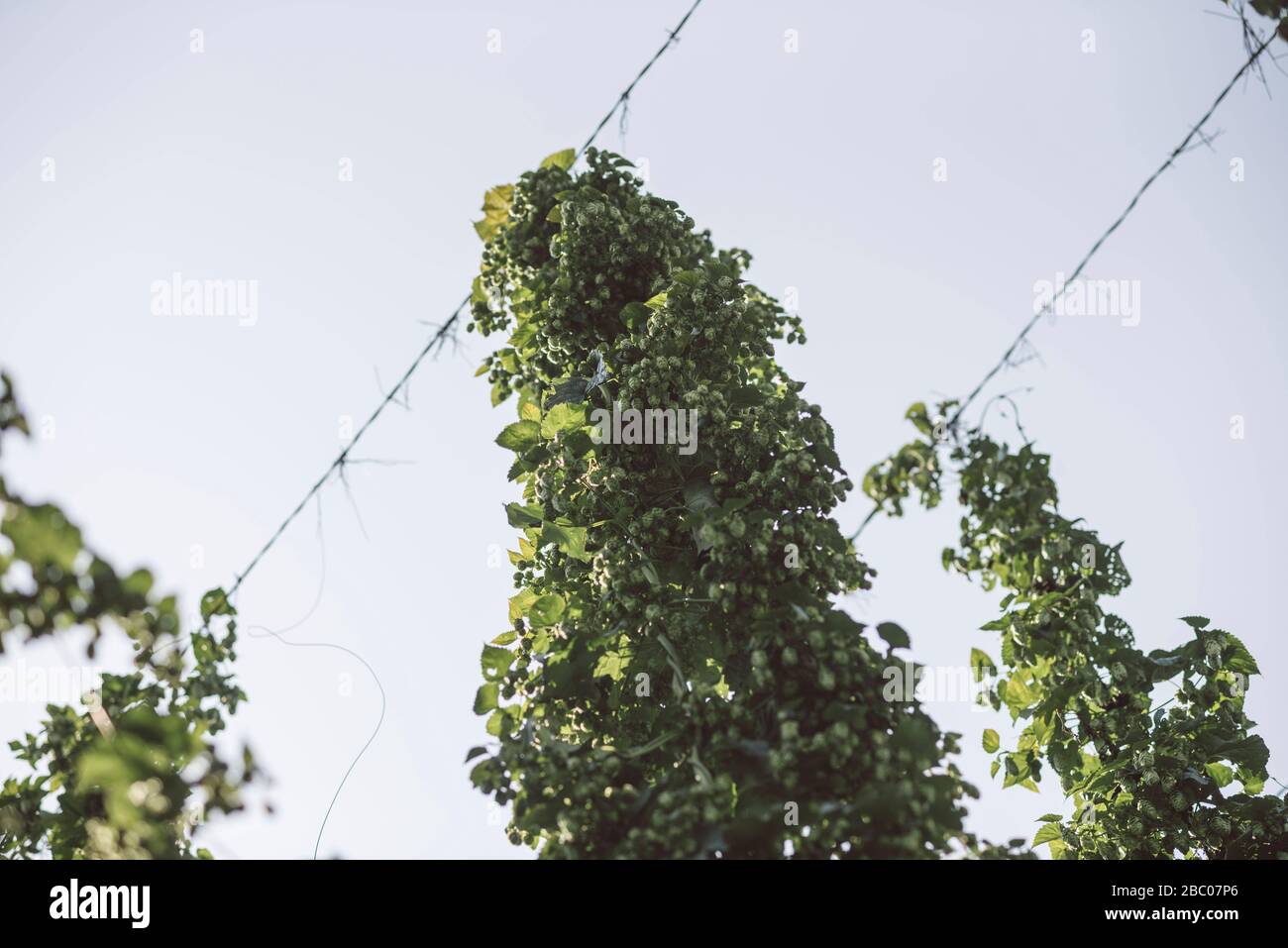 An overview picture shows hop perennials on Friday, 25 August 2017 in ...