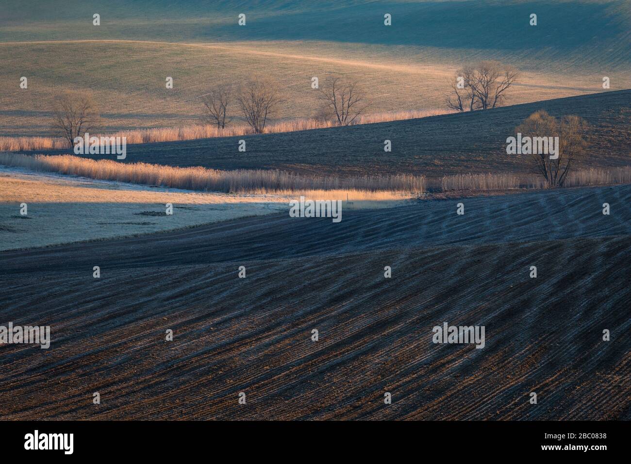 Trees in the fields of Turiec region in northern Slovakia Stock Photo ...