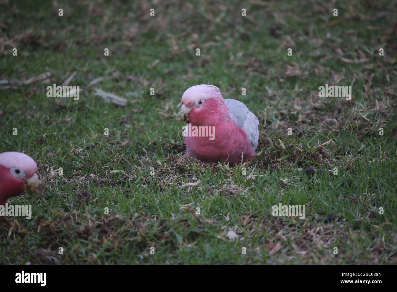 Australian slang hi-res stock photography and images - Alamy