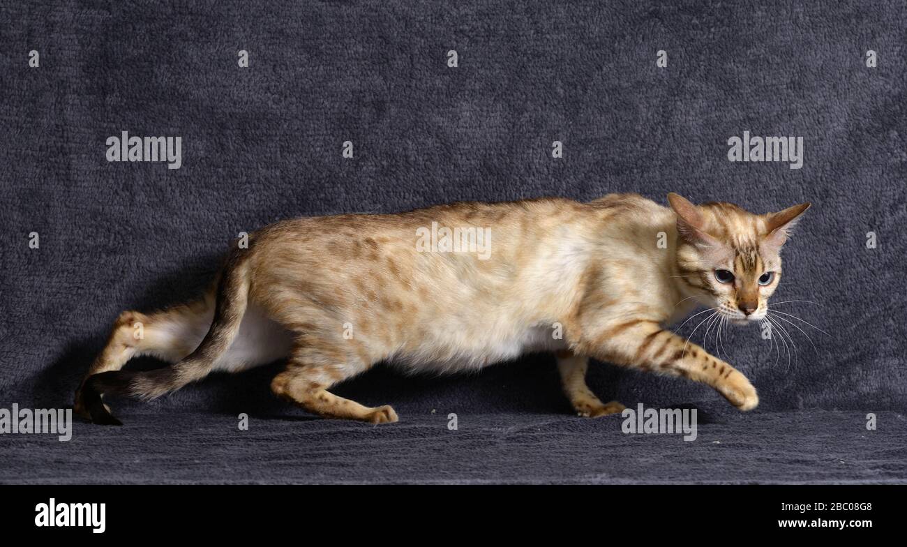 Horizontal side view hi-res stock photography and images - Alamy