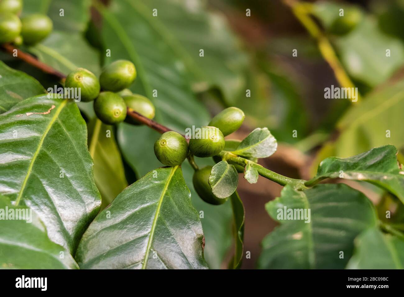 Spain, Canary Islands, Gran Canaria - La Laja farm, located in the ...