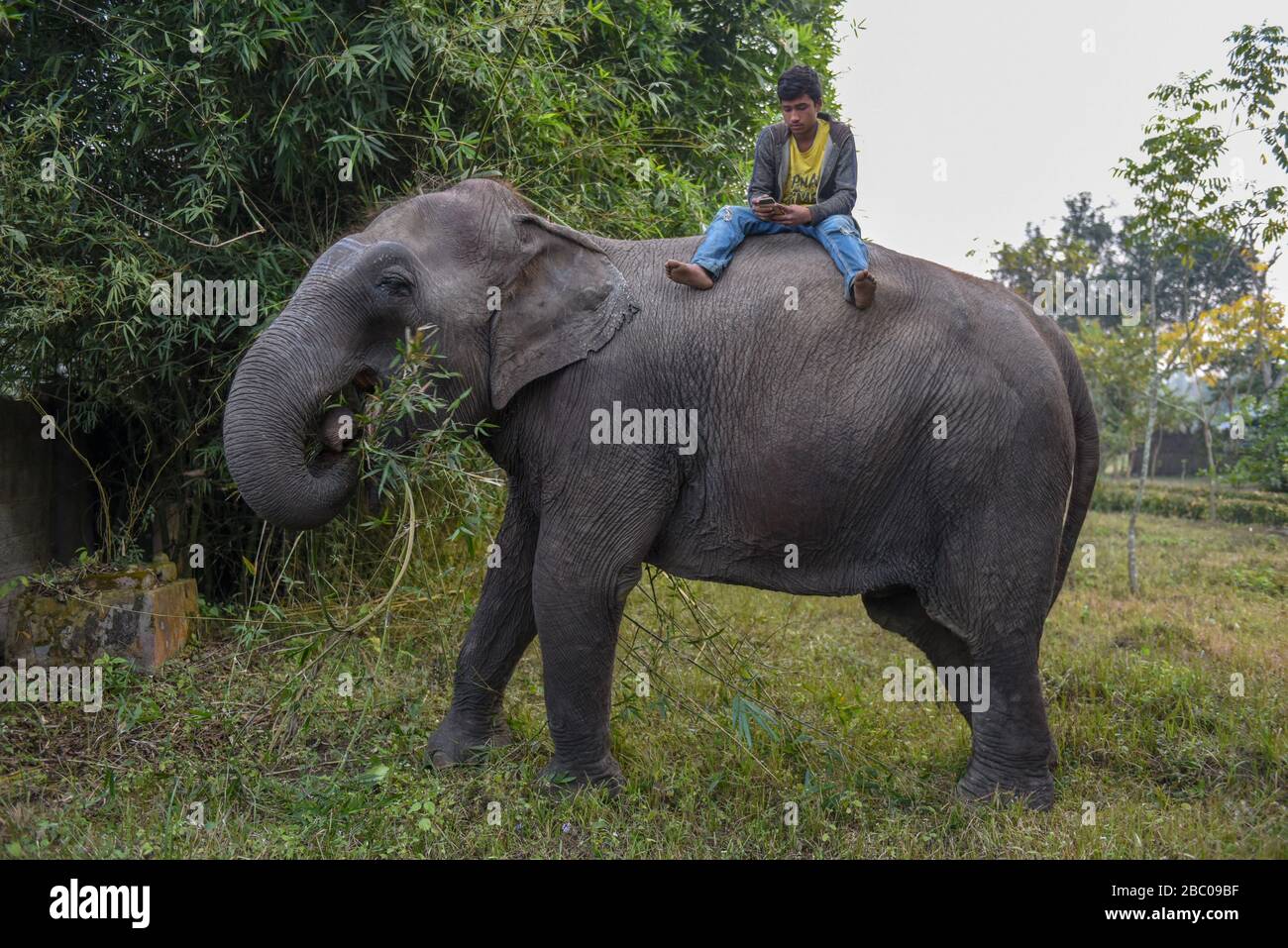 Elephant Pulling Tree High Resolution Stock Photography and Images - Alamy