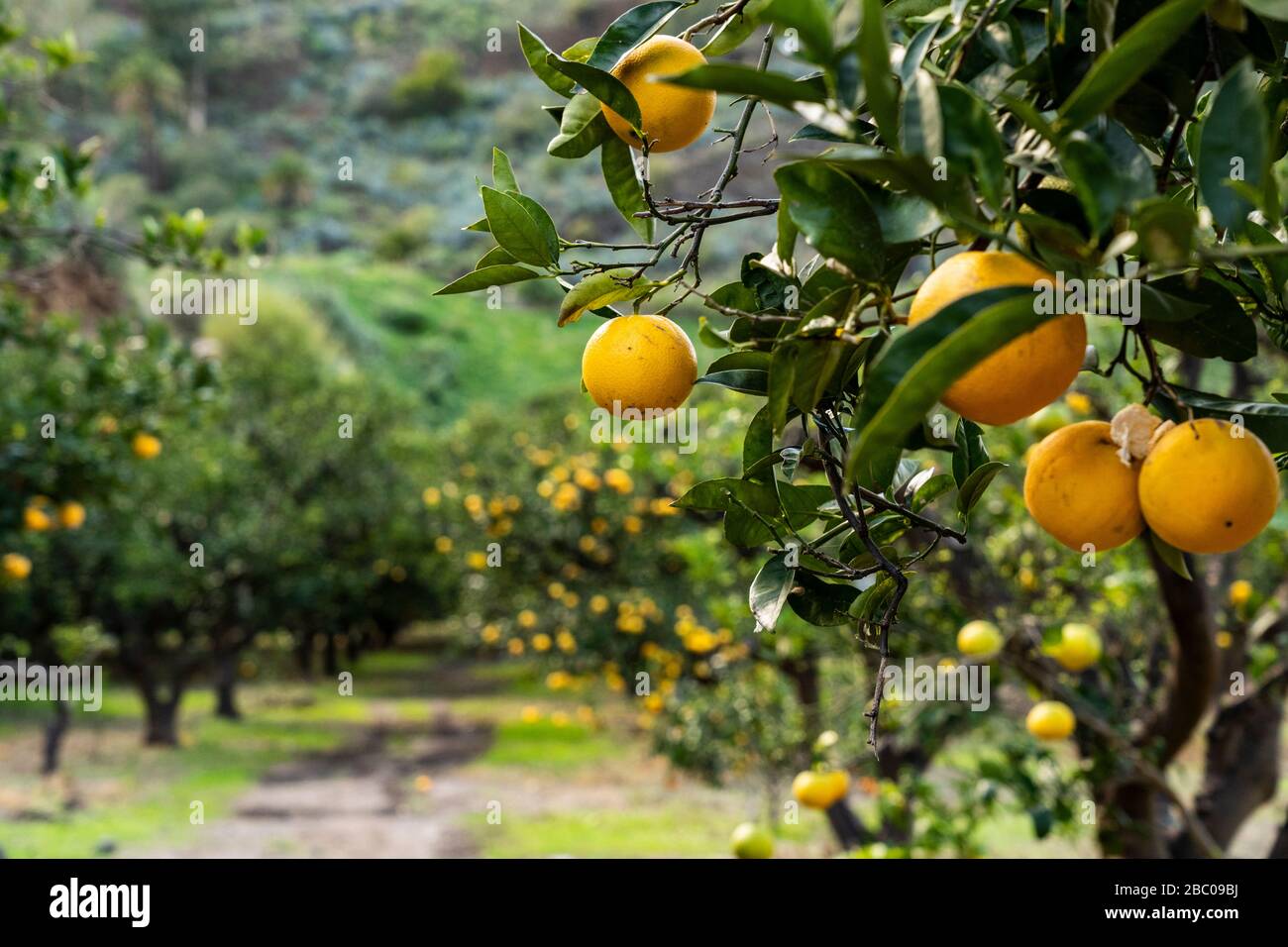 Spain, Canary Islands, Gran Canaria - La Laja farm, located in the ...