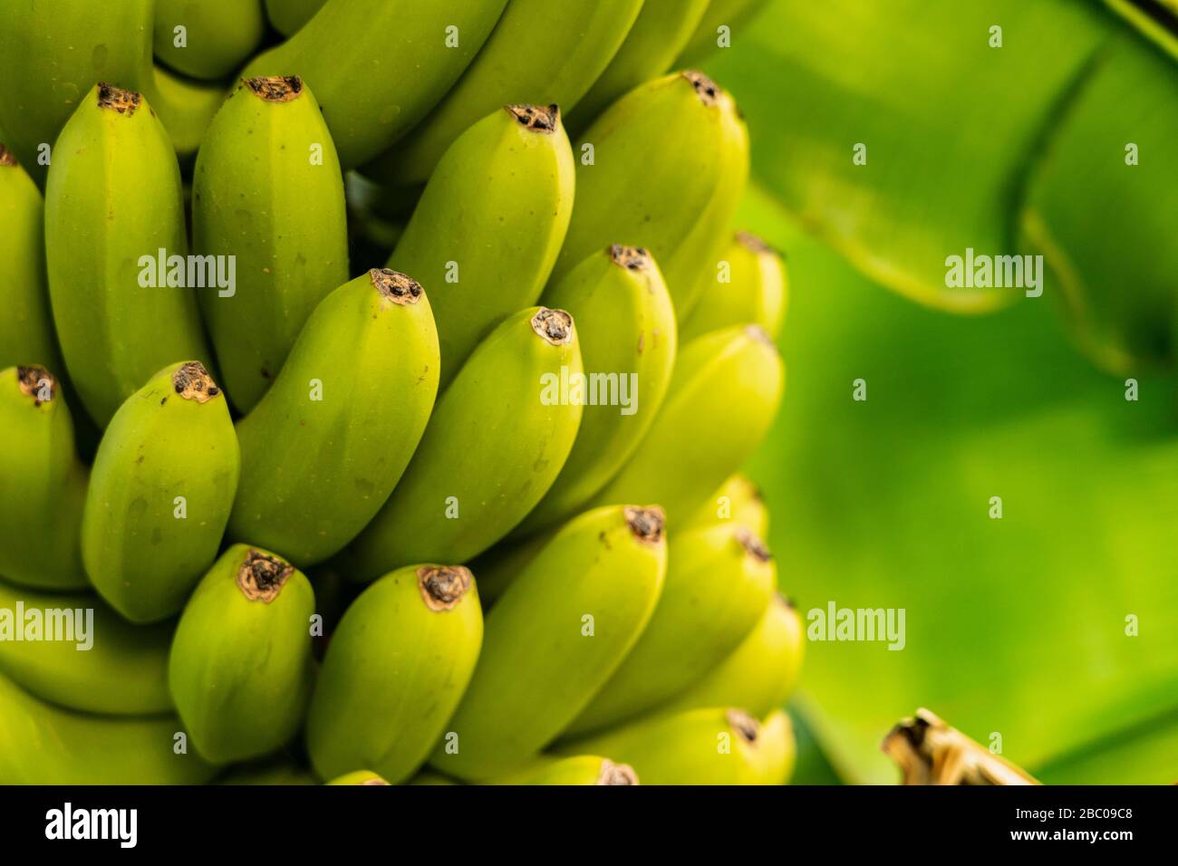 Spain, Canary Islands, Gran Canaria - La Laja farm, located in the ...