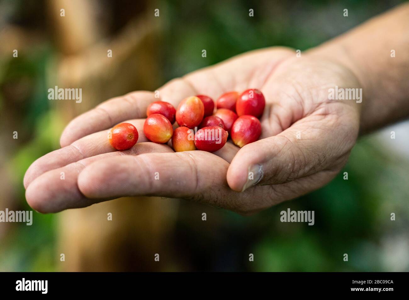 Spain, Canary Islands, Gran Canaria - La Laja farm, located in the ...