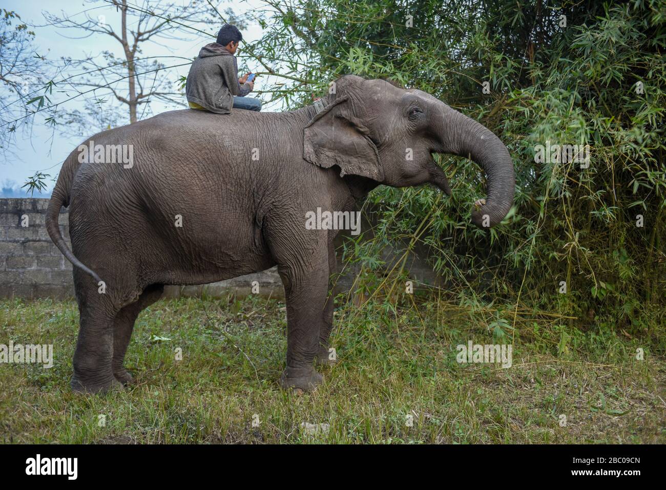 Sauraha, Nepal - 21 January 2020: elephant eating bamboo at Chitwan ...