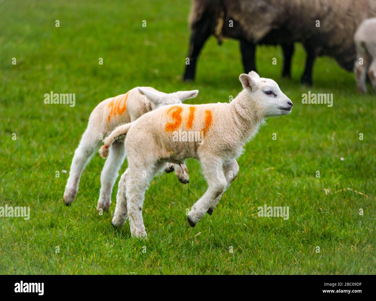 Frolicking lambs hi-res stock photography and images - Alamy