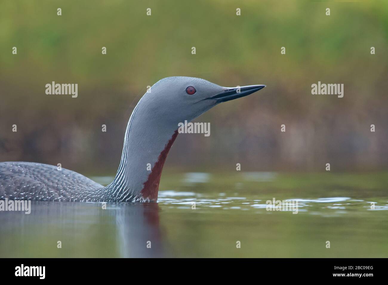 Red-throated diver, Shetland, UK Stock Photo - Alamy