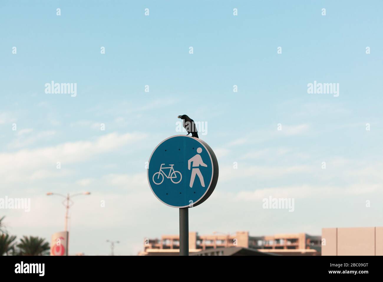 Black bird standing on top of blue road sign with pedestrian and bike ...