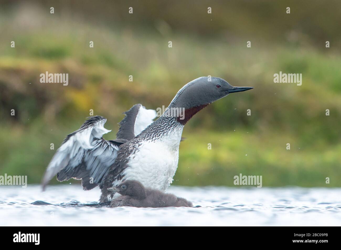 Red-throated diver, Shetland, UK Stock Photo - Alamy
