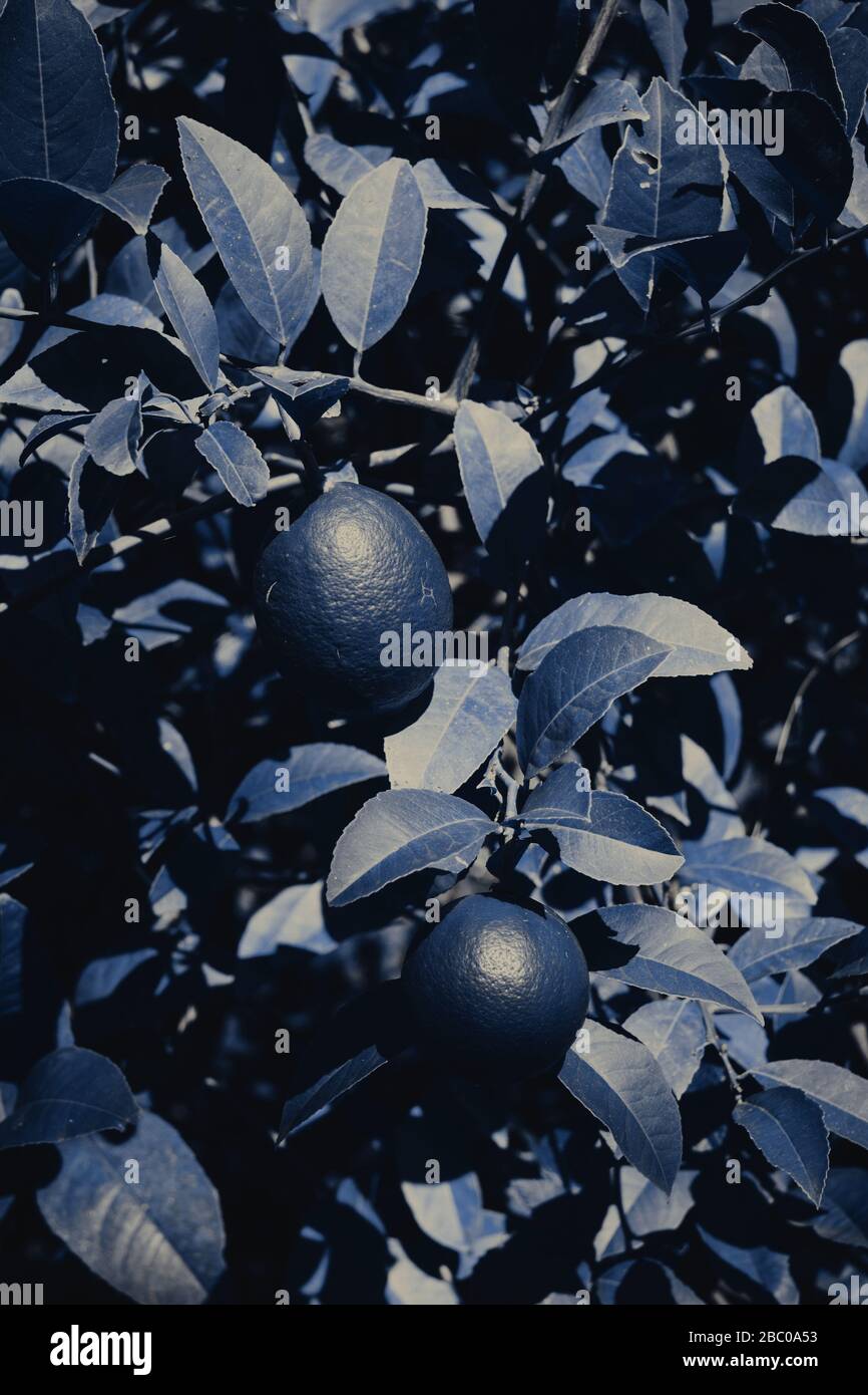 Dark blue green foliage hi-res stock photography and images - Alamy