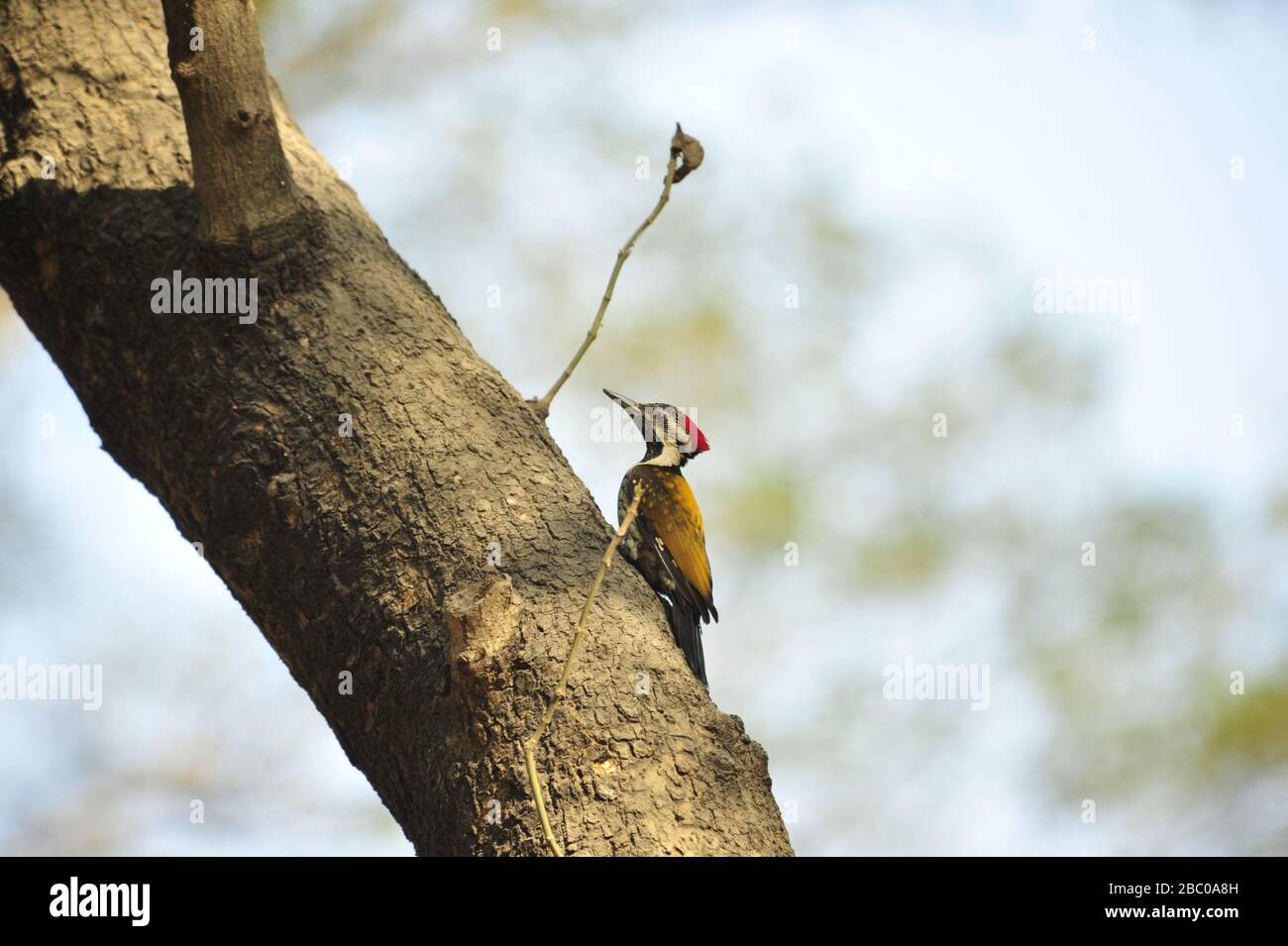 The black-rumped flameback, also known as the lesser golden-backed ...