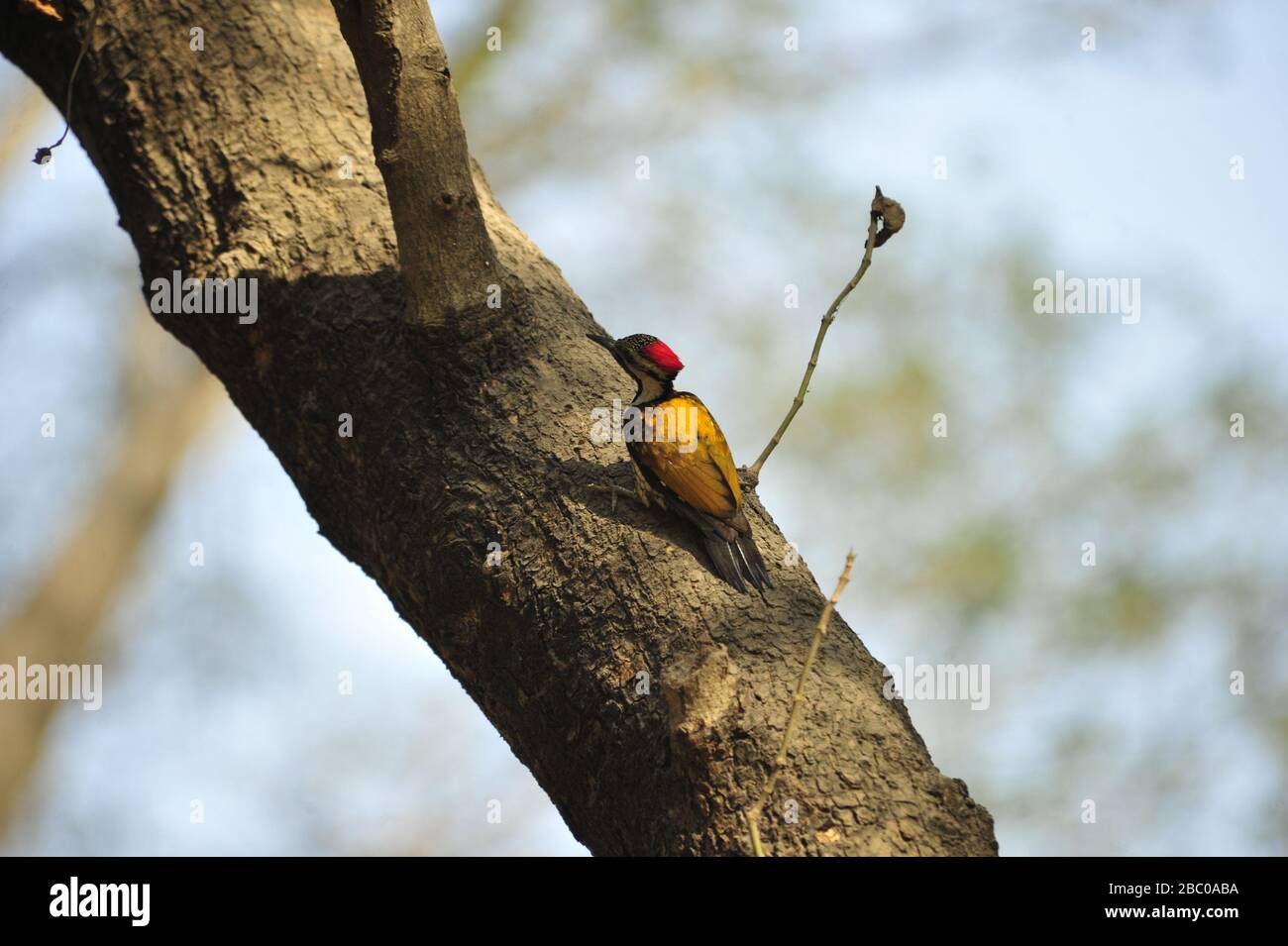 Black flameback hi-res stock photography and images - Alamy