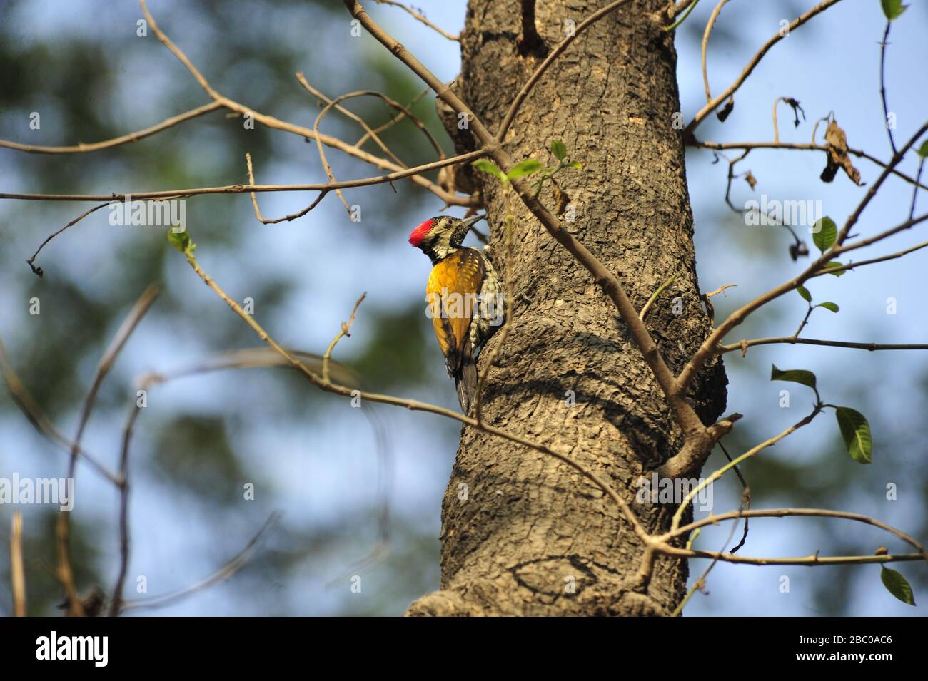 The black-rumped flameback, also known as the lesser golden-backed ...