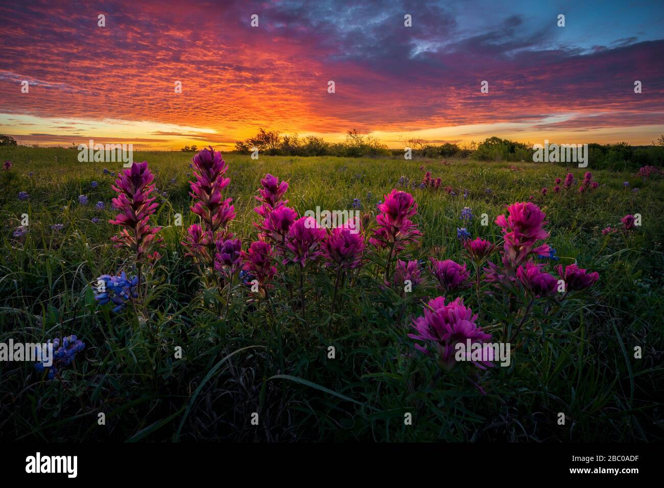 Texas Wildflowers at Sunrise Stock Photo - Alamy
