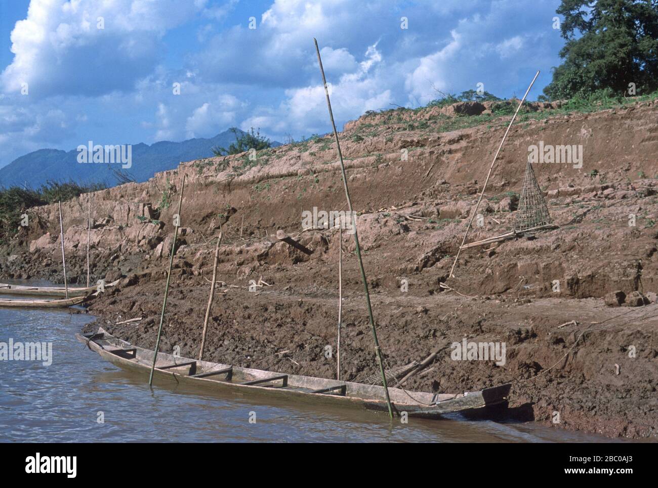 Traditional, handmade, wooden canoes moored to bamboo poles by the bank ...