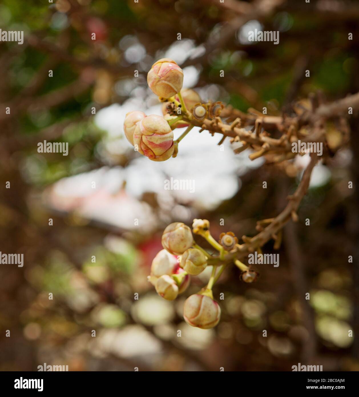 Bodhi Tree Flower High Resolution Stock Photography and Images - Alamy