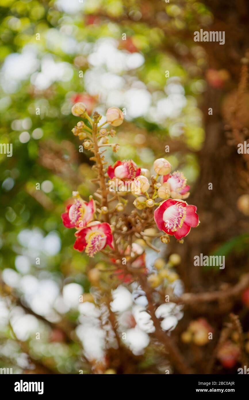 Bodhi flower hi-res stock photography and images - Alamy