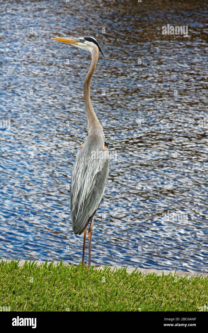 Head Turned Sideways High Resolution Stock Photography and Images - Alamy