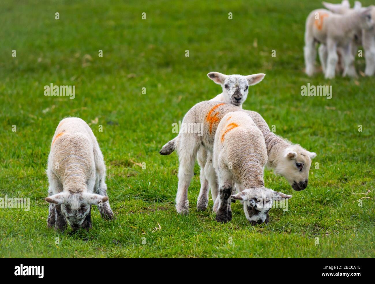 Lambs numbered hi-res stock photography and images - Alamy