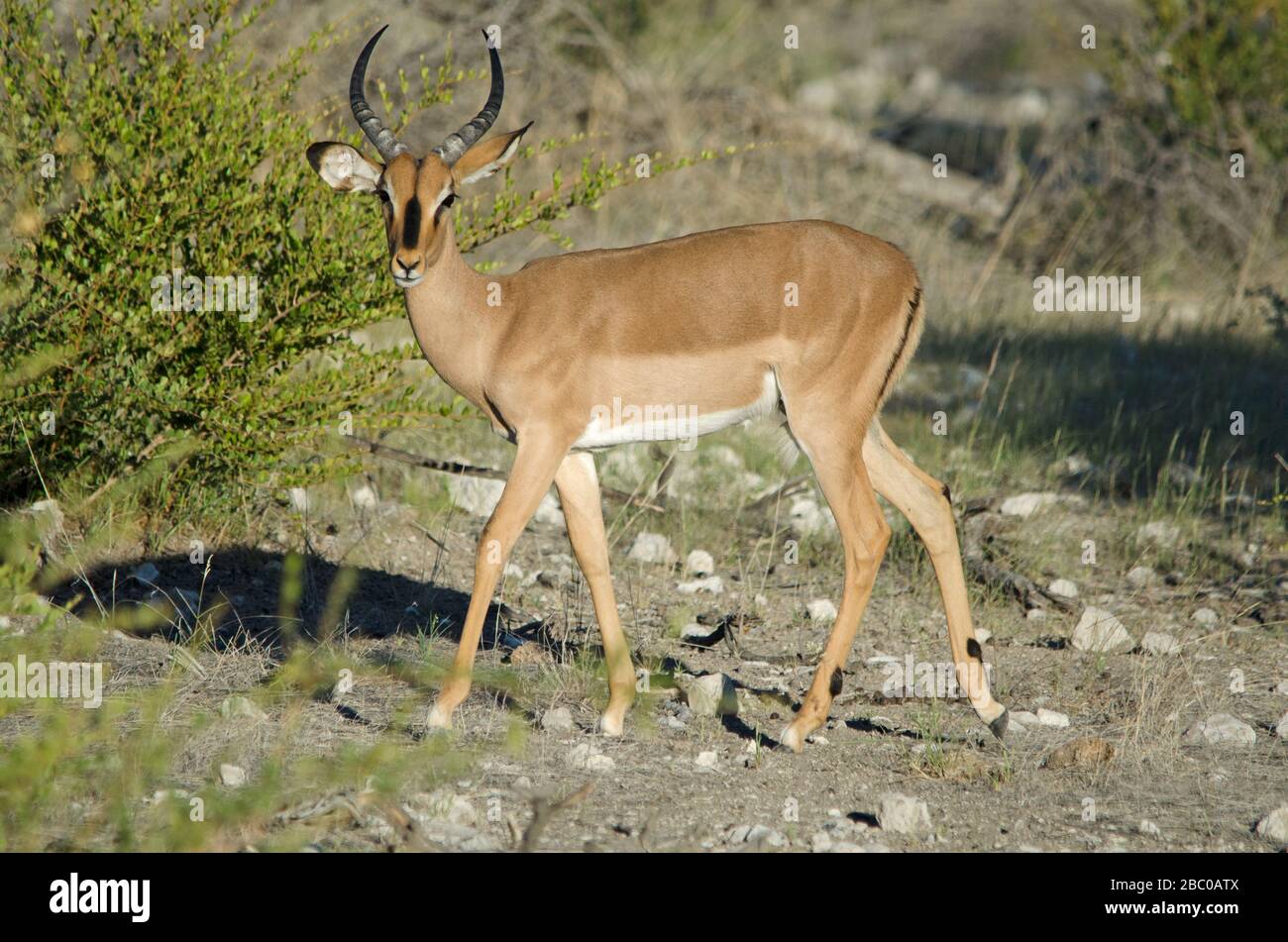Male black faced impala hi-res stock photography and images - Alamy