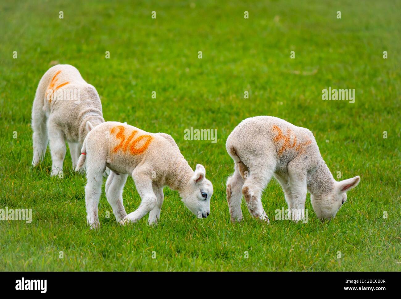 Lambs numbered hi-res stock photography and images - Alamy