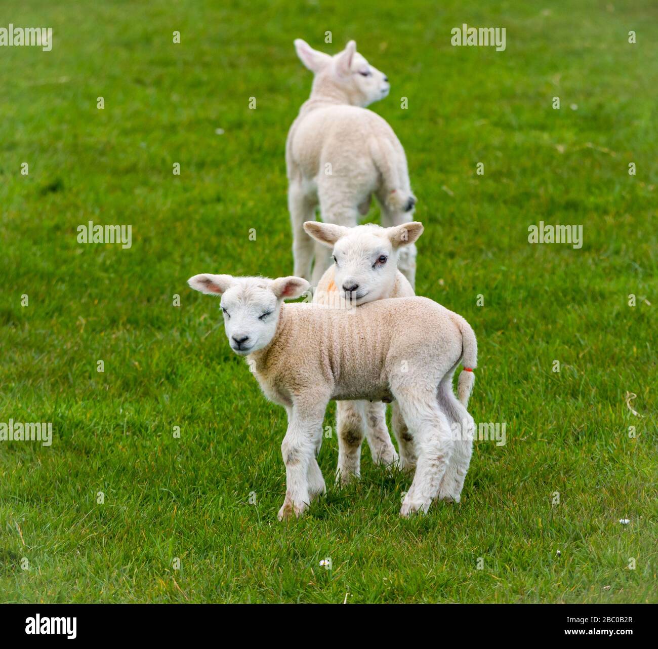 In a grass hi-res stock photography and images - Alamy
