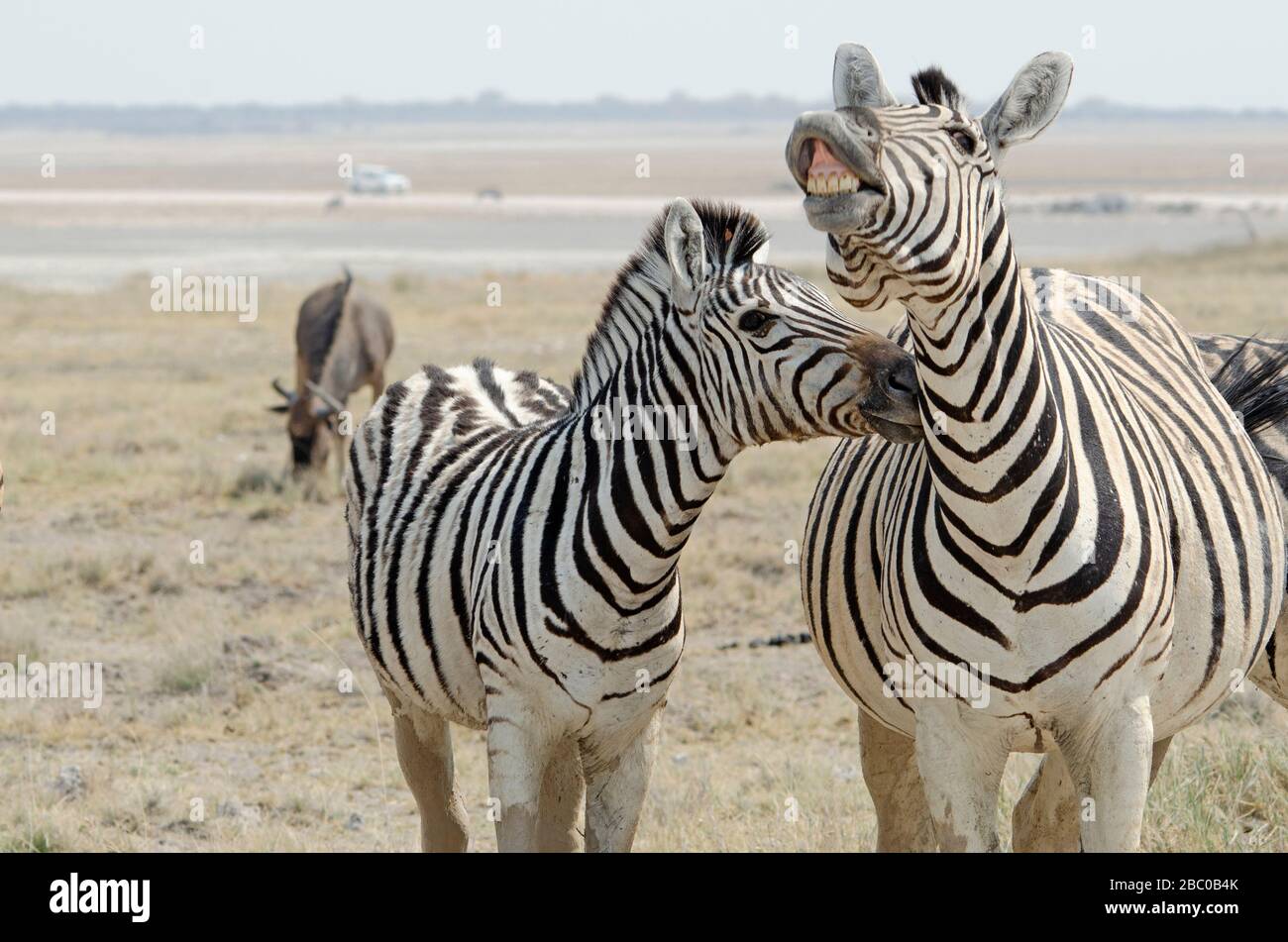 Animals interacting environment hi-res stock photography and images - Alamy
