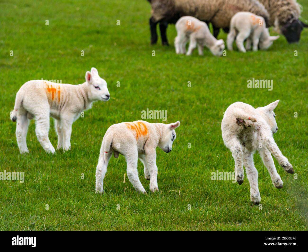 Frolicking lambs hi-res stock photography and images - Alamy