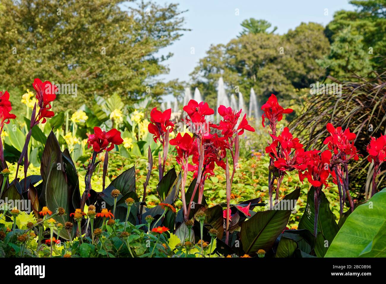 Amaryllis, cultivated flowers; bright red; Amaryllidaceae family ...