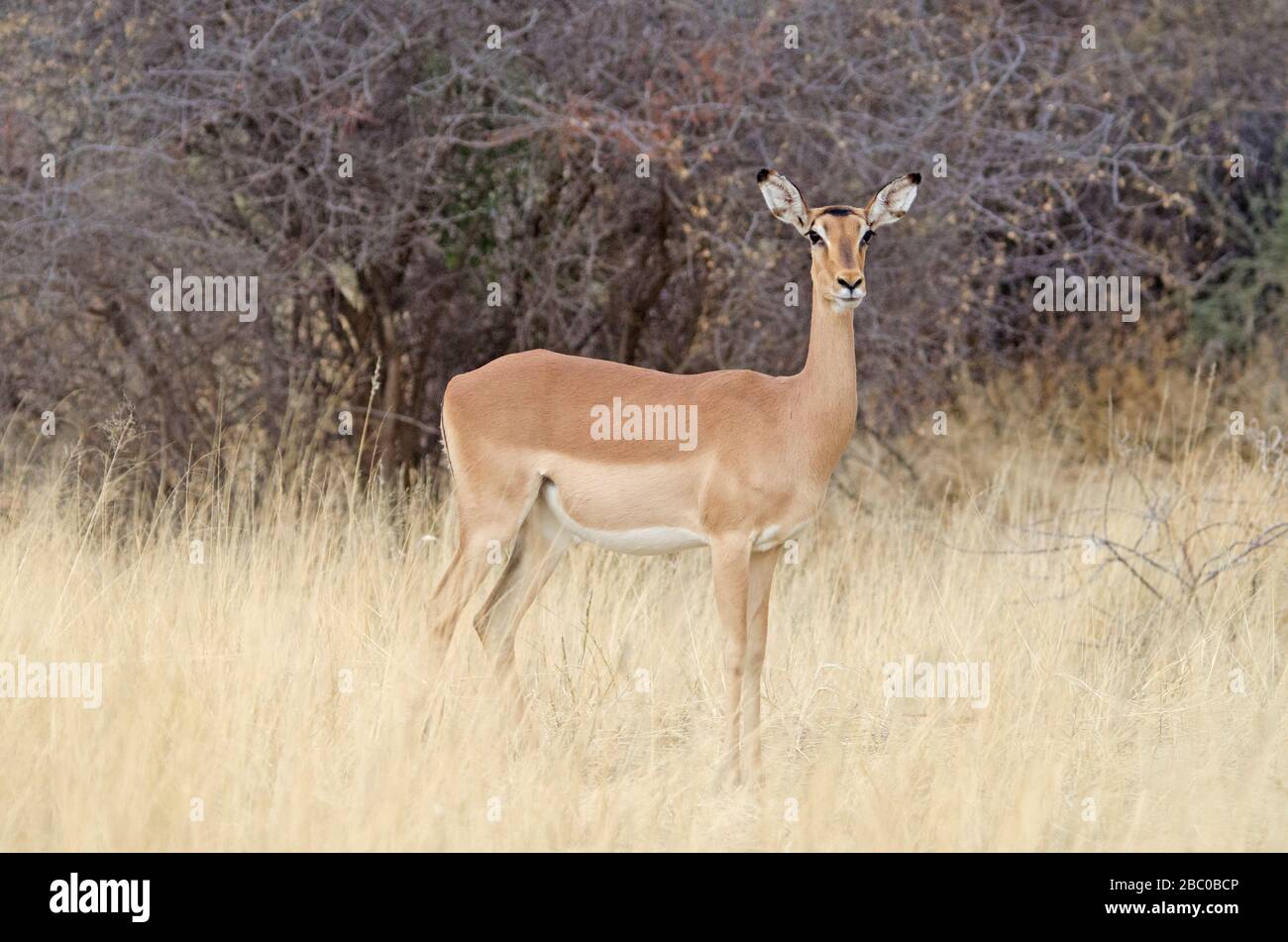 Common impala in tall grass, Namibia Stock Photo - Alamy