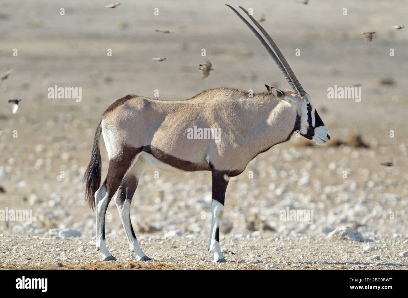 Side view of oryx (gemsbok), flying birds, Etosha National Park Stock ...