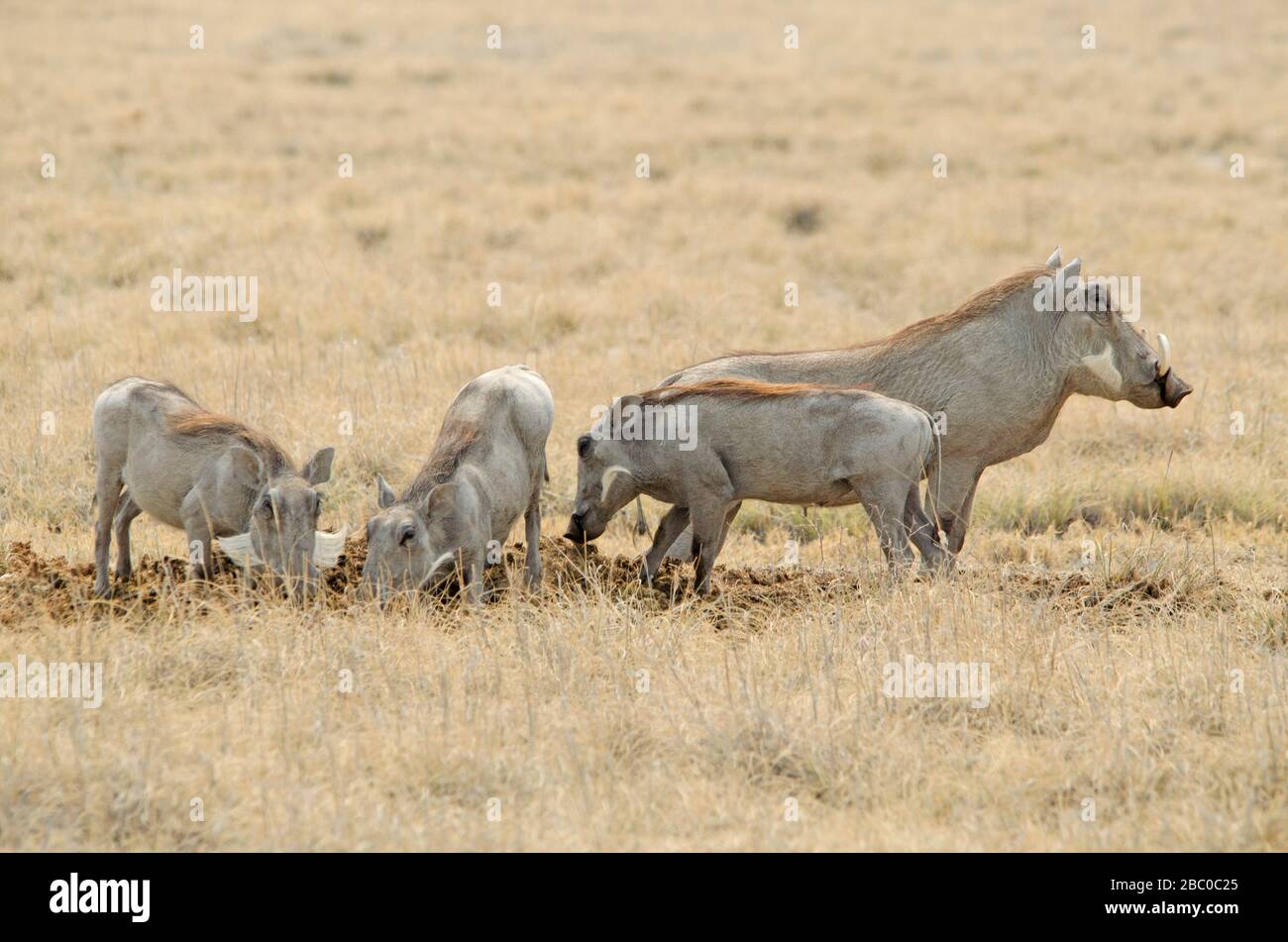 Sounder of common warthog in dry grass, Etosha National Park Stock ...