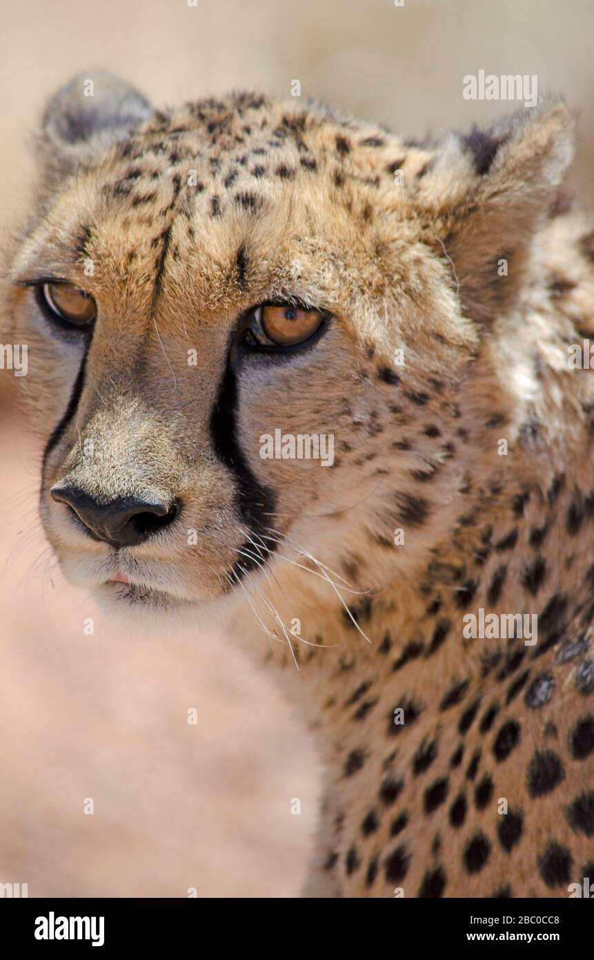 Face of cheetah hi-res stock photography and images - Alamy