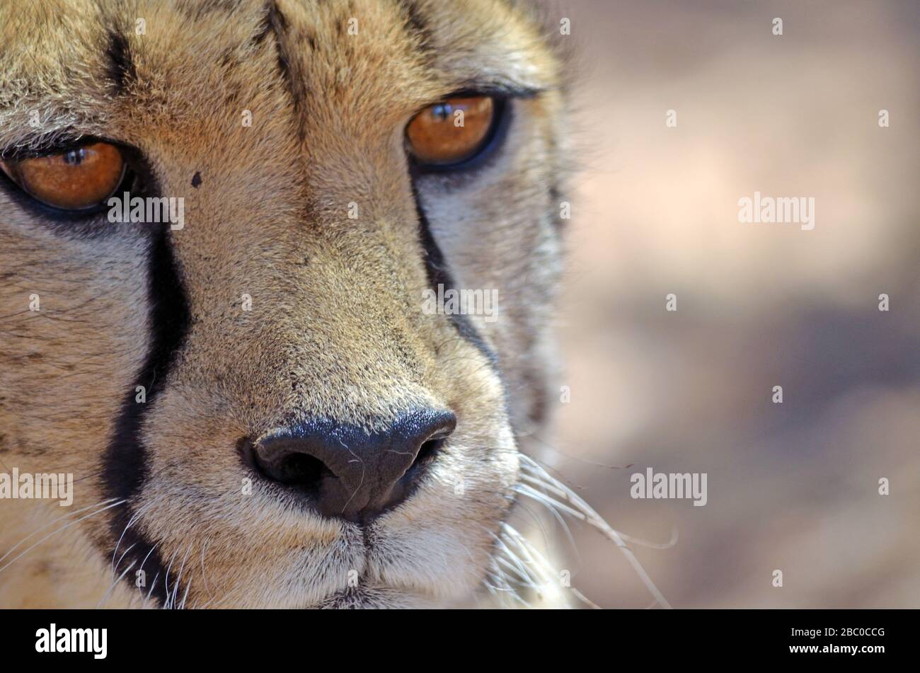 Face of cheetah hi-res stock photography and images - Alamy