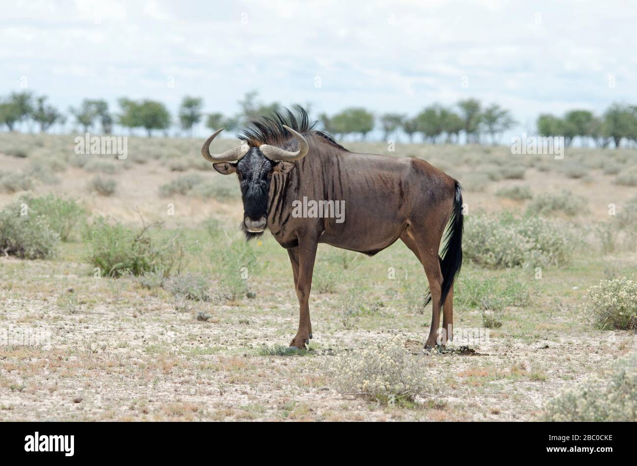 Blue wildebeest (gnu) in Etosha National Park, trees on horizon Stock ...