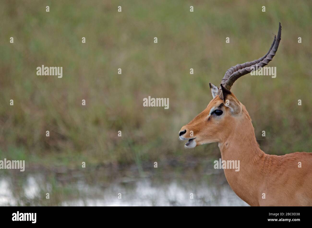 Side view of common impala, northern Namibia Stock Photo - Alamy