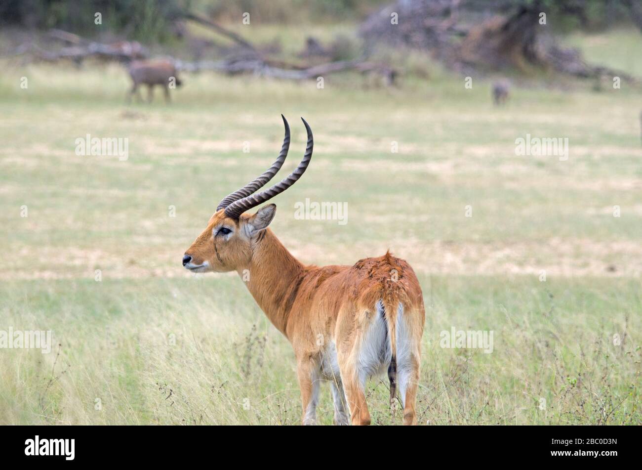 Side view of red lechwe, northern Namibia Stock Photo - Alamy