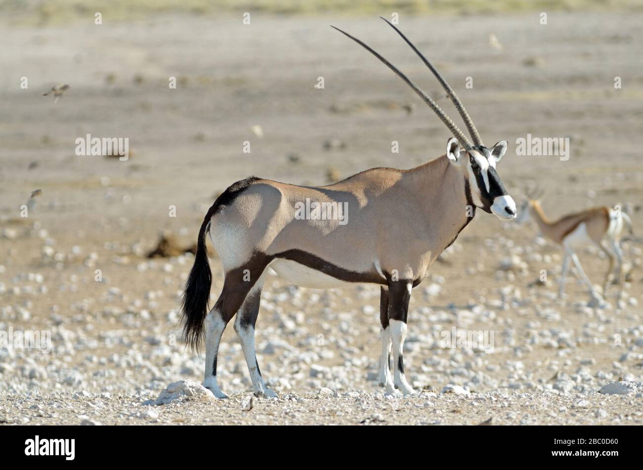 Side view of oryx (gemsbok), Etosha National Park Stock Photo - Alamy