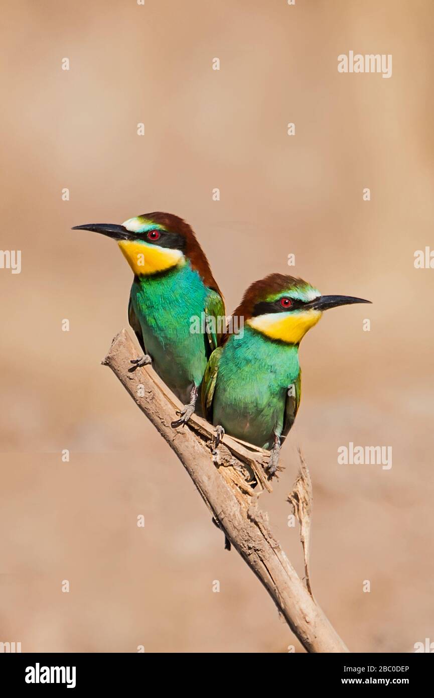Male and female european bee eaters lesvos hi-res stock photography and ...